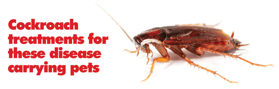 Cockroach Control - All Adelaide Suburbs - Cockroach Treatment - Call ...