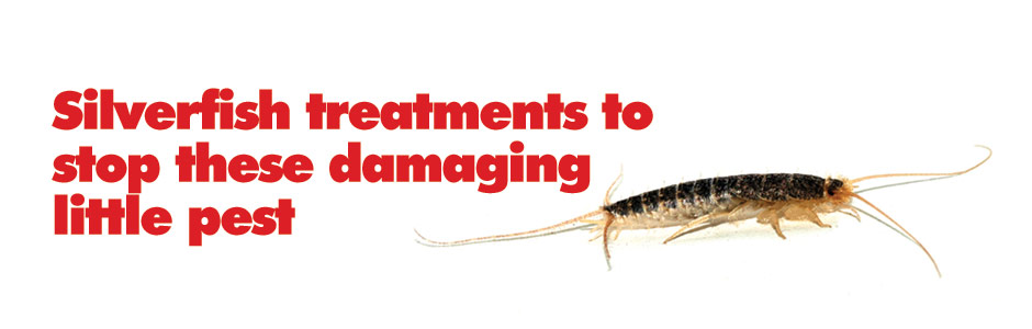 Silverfish Control - Adelaide and all SA suburbs