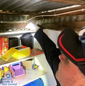 Mice in Roof Adelaide - Got rodents in your roof or attic? Call Jim's